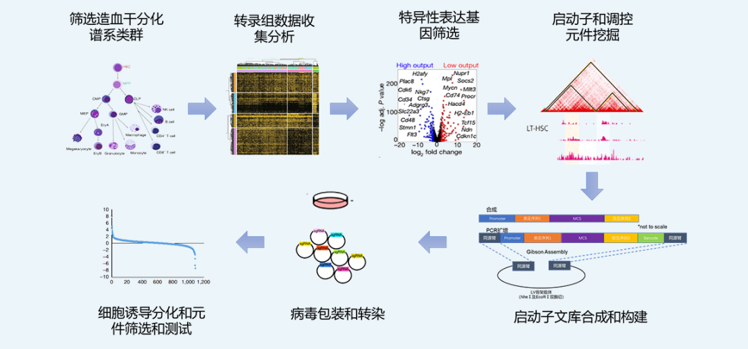 会员风采 华大基因支持细胞基因疗法，连续增资子公司，禾沐基因获3000万元增资，投前估值2亿元 深圳市生物医药促进会